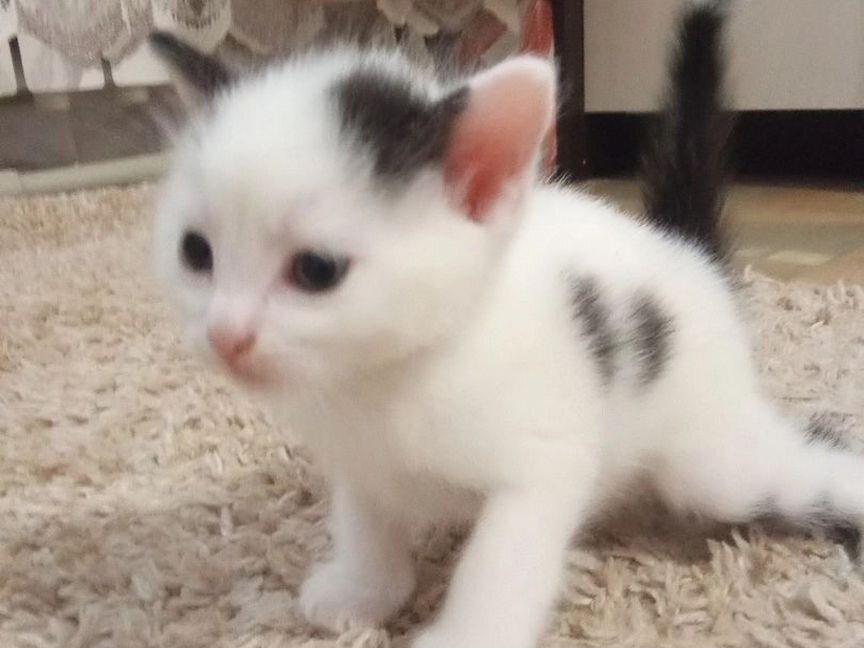 Котята