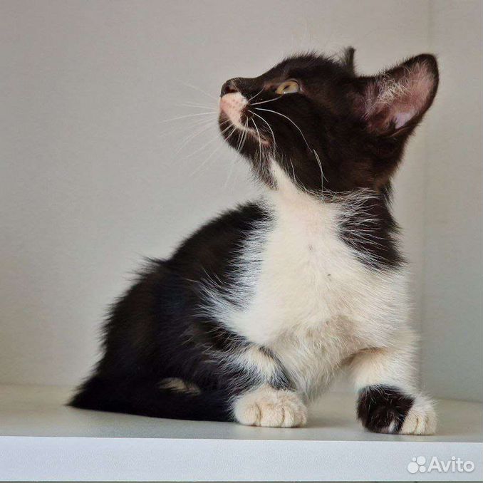 Котята в добрые руки. Безвозмездно