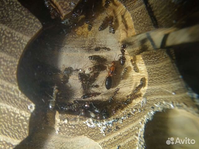 Camponotuslateralis редкая морфа