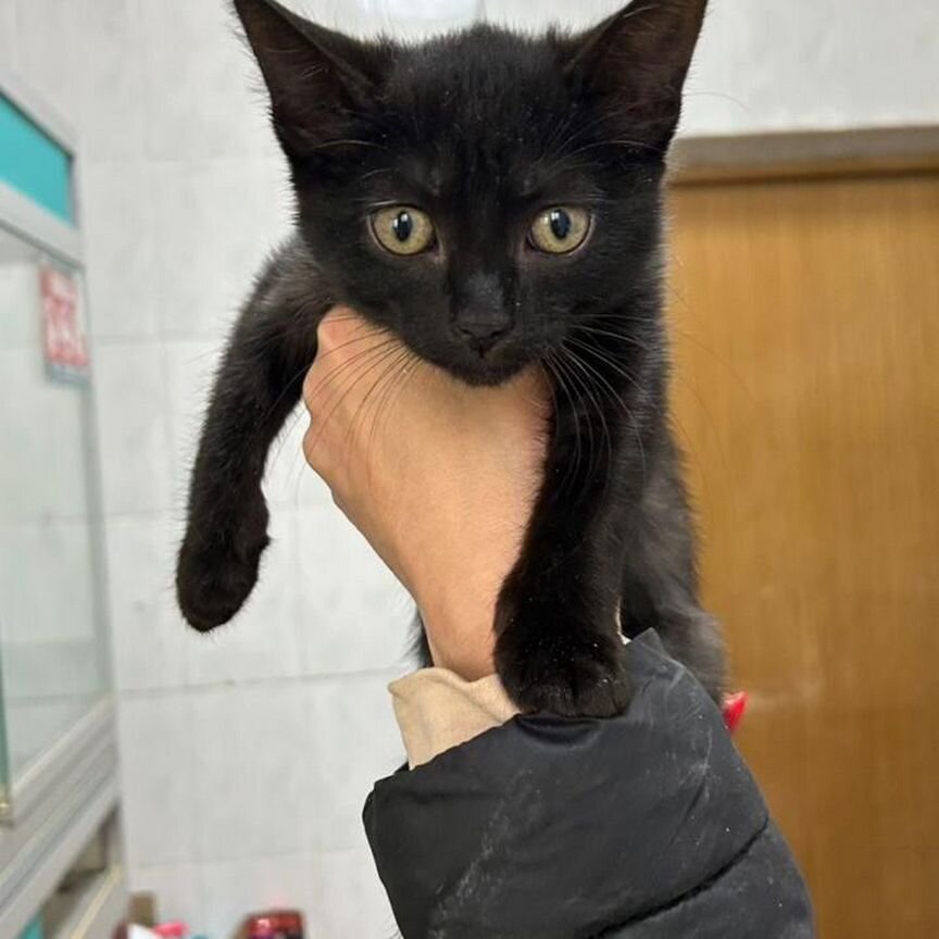 Котенок Мася из приюта