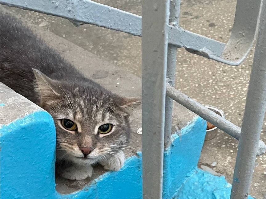 Найдена кошка