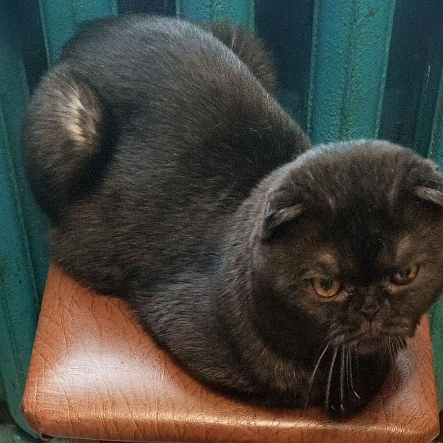 Шотландский вислоухий короткошёрстный, взрослый кот