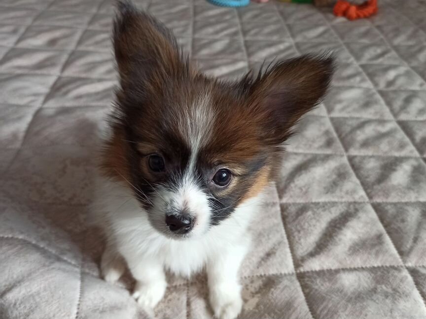 Щенки папийона