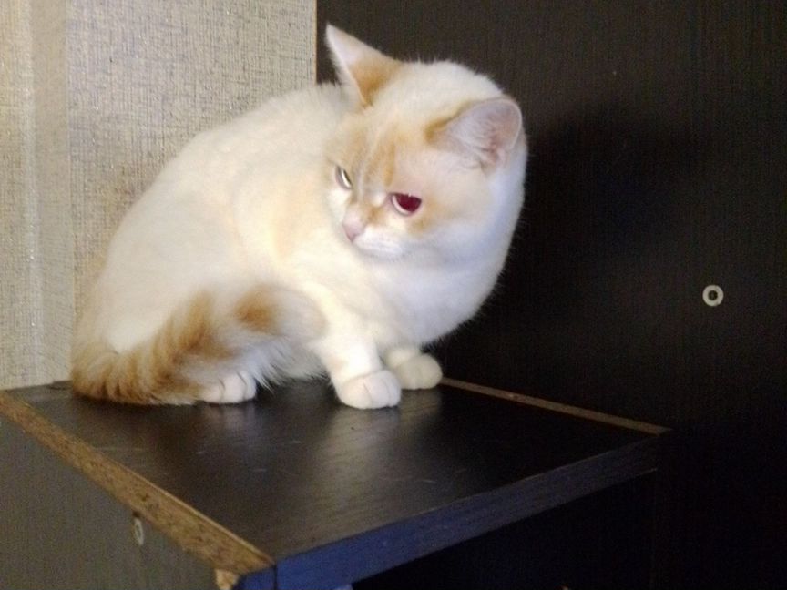 Кошка