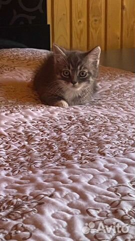 Котенок в дар 1,5 мес мальчик