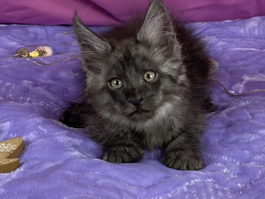 Дымные мейн-кун котята с документами