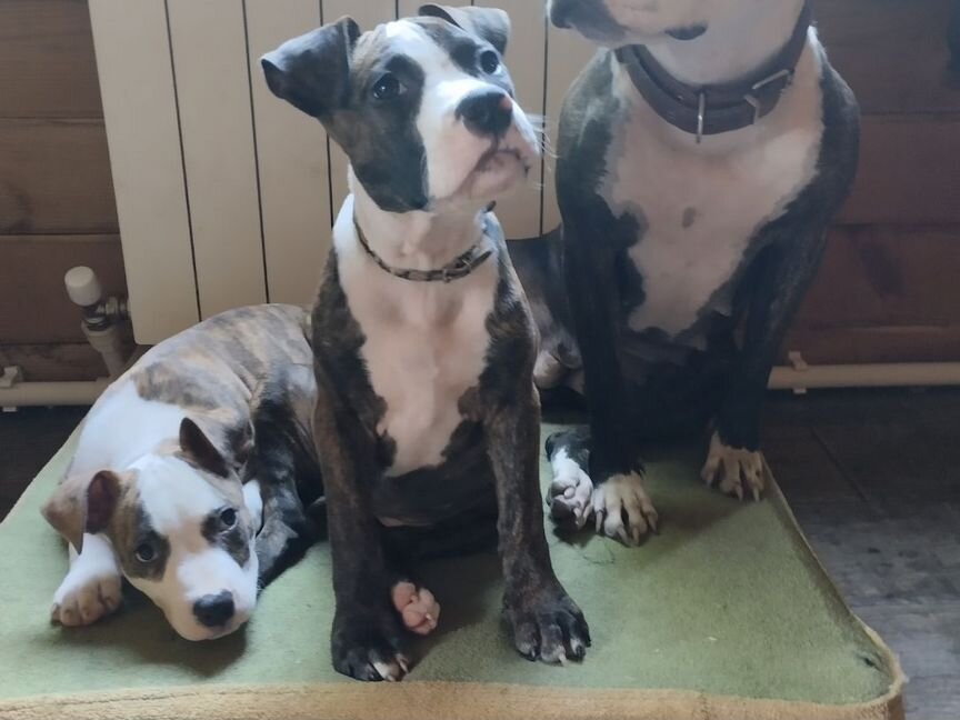 Стаффордширский терьер