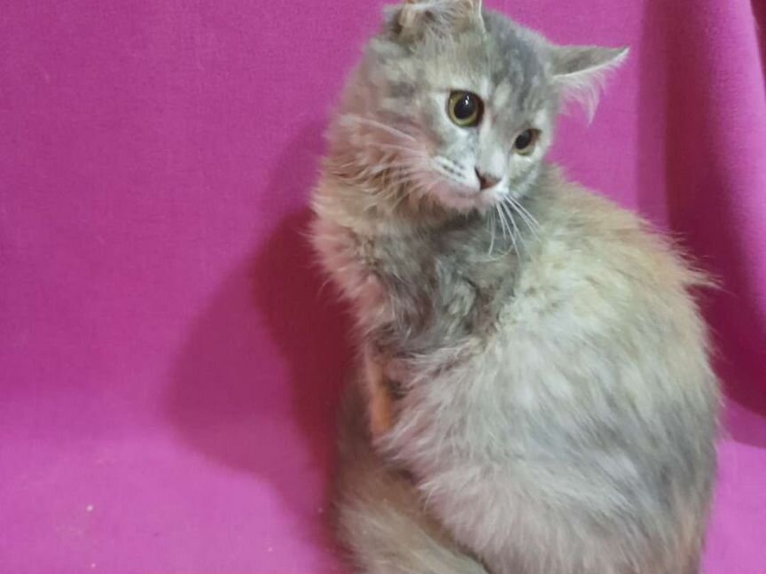 Сибирская киска