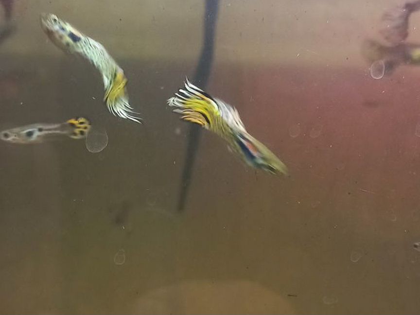 Рыбки гуппи