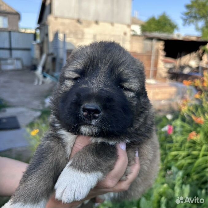 Кавказская овчарка