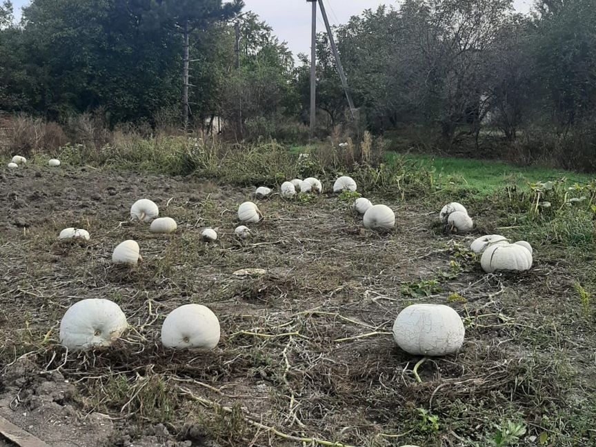 Тыква кормовая