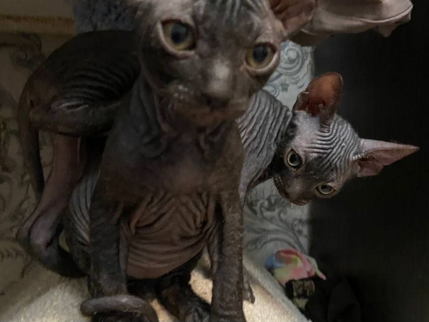 Продажа сфинксов