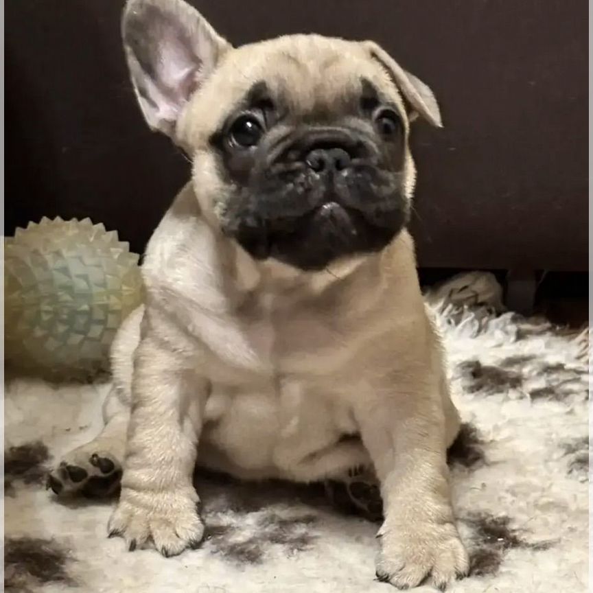 Французский бульдог, щенок