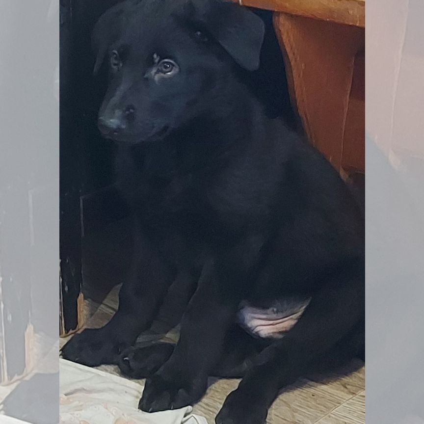 Немецкая овчарка, щенок