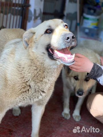 Тося, собака в добрые руки бесплатно