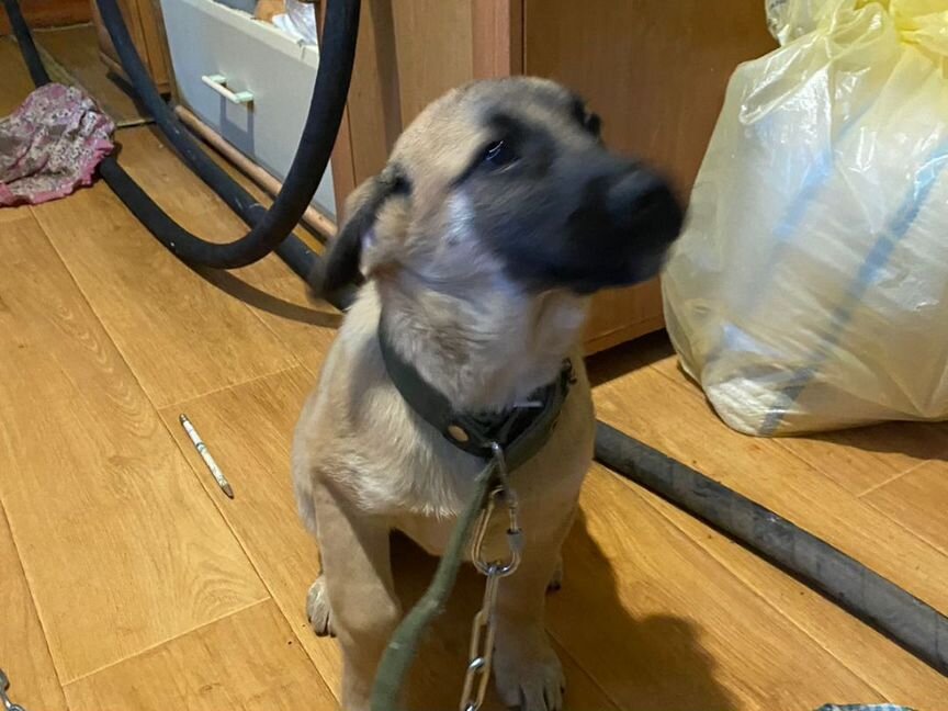 Щенок лапушка очень нужен дом