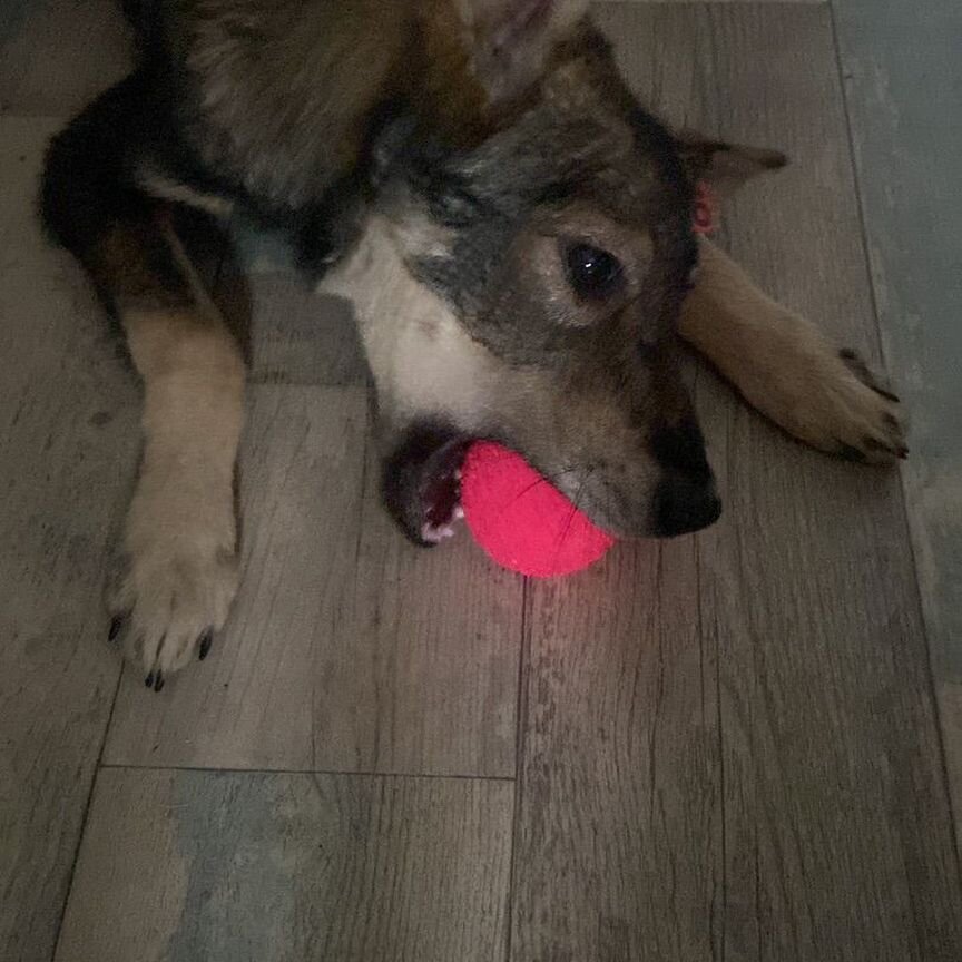 Девочка в добрые ручки