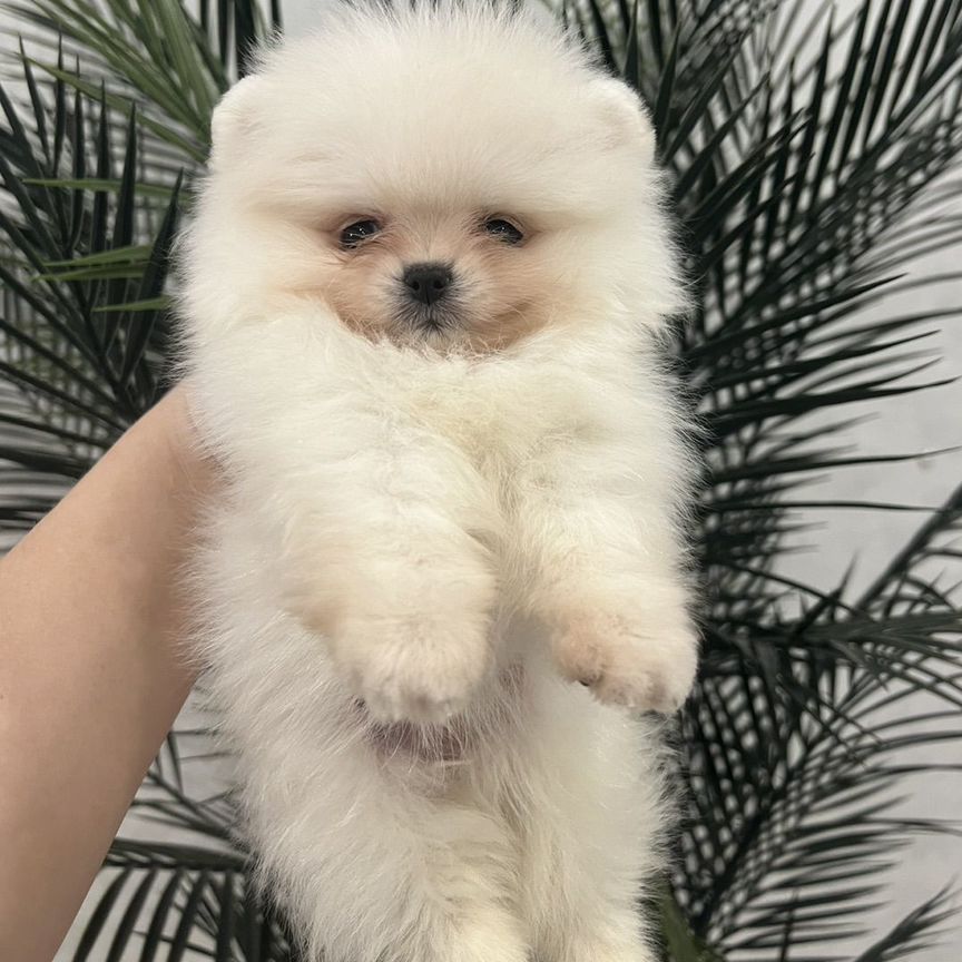 Померанский шпиц, щенок