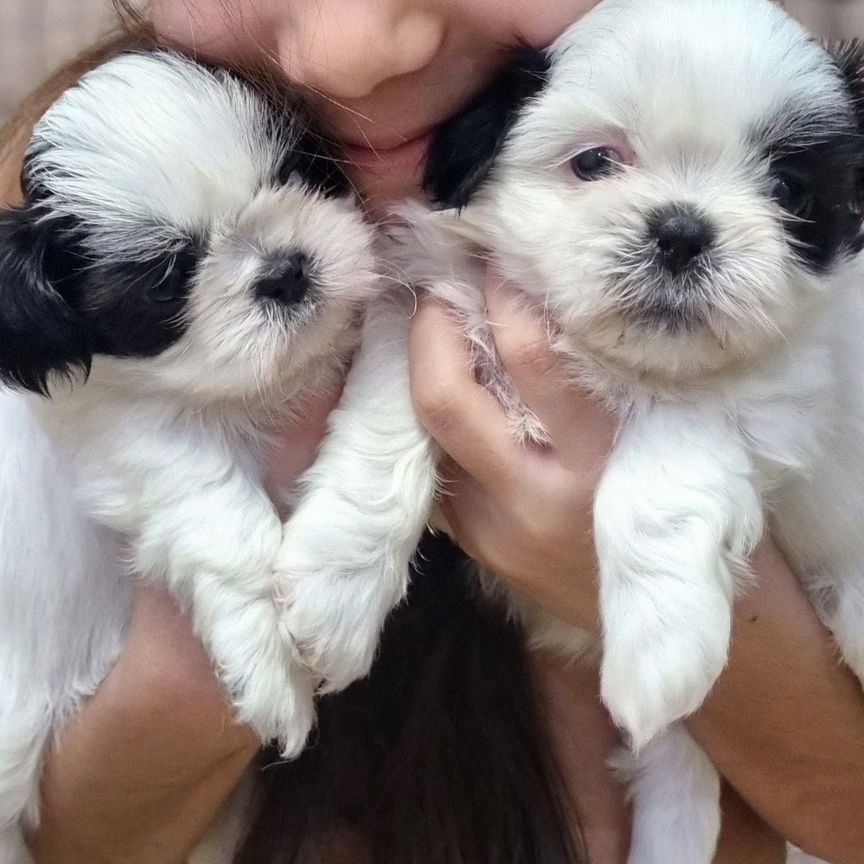 Щенки Ши-тцу