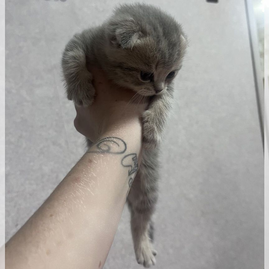 Шотландские котята