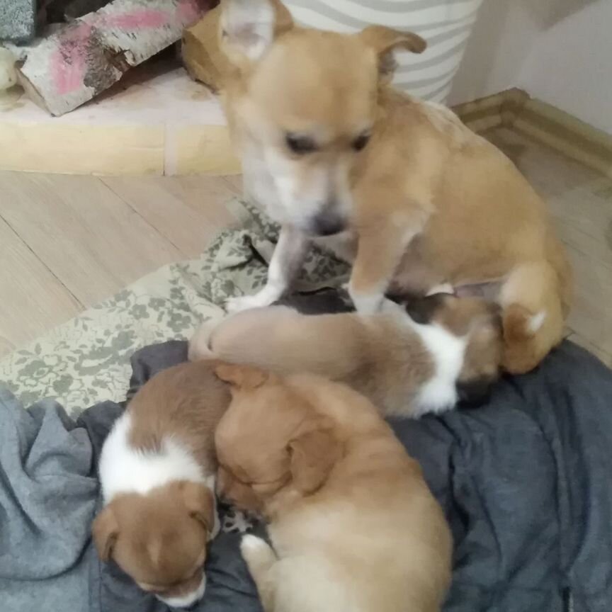 Отдам бесплатно в добрые руки маленьких щенят