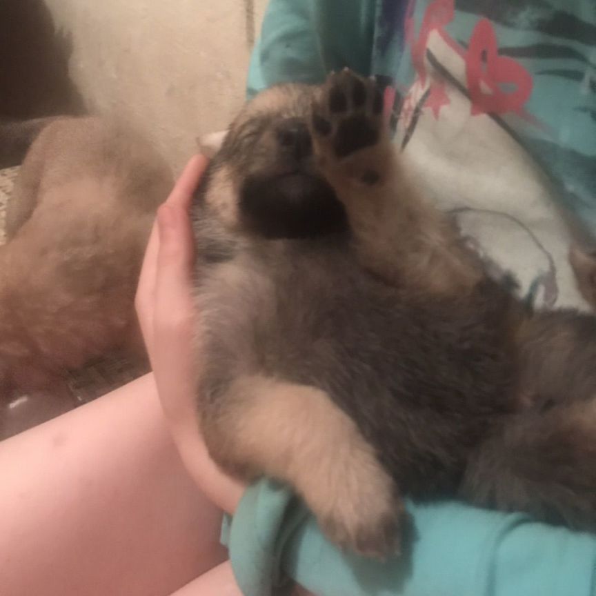 Щенки немецкой овчарки смесь с дворнягой