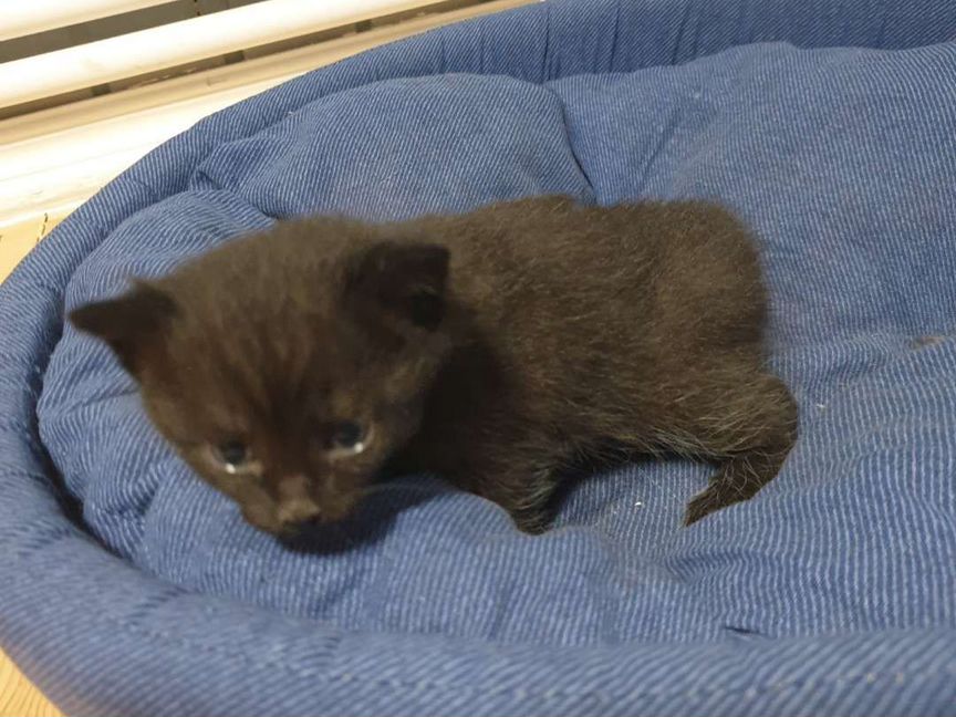 Отдам котенка в добрые руки