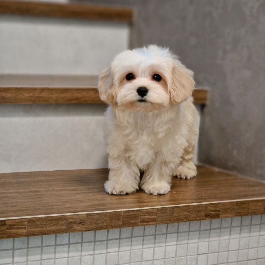 Мальчик мальтипу