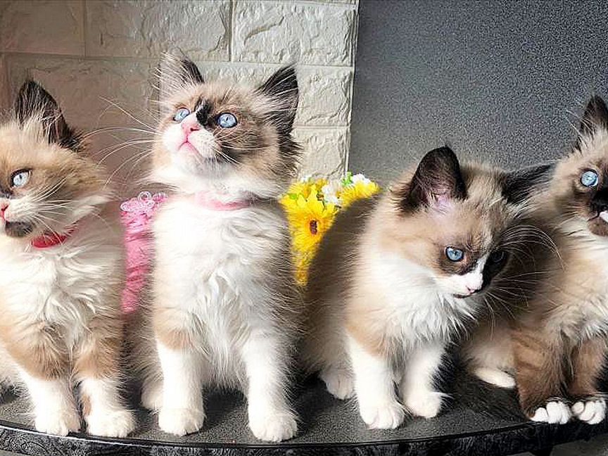 Котята Рэгдолл с документами