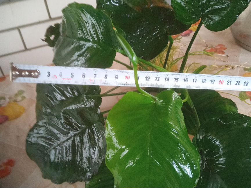 Анубиса гигантский