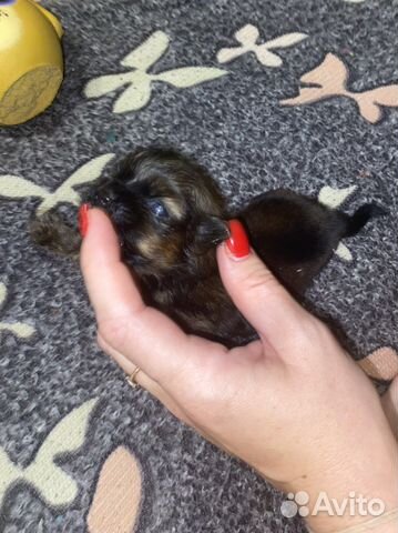 Мини пекинес