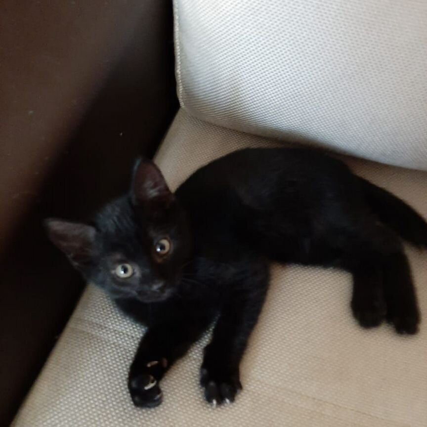 Котики бесплатно