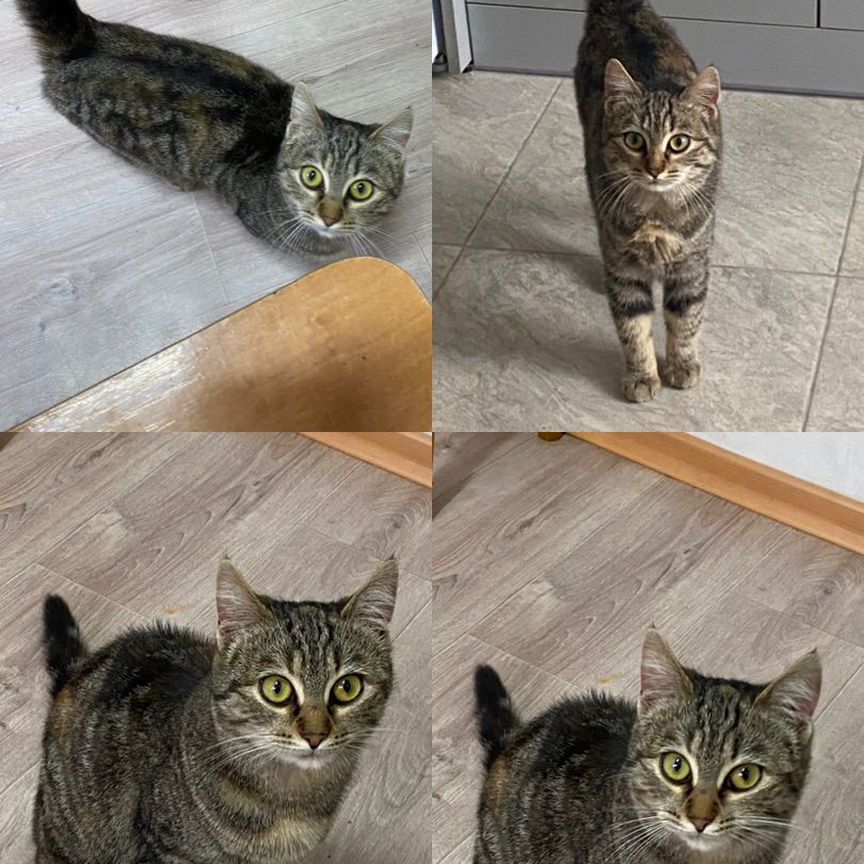 Кошечка в добрые руки