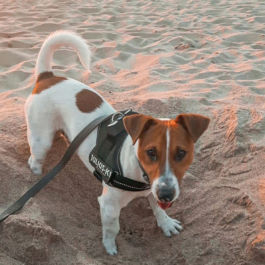 Джек рассел терьер