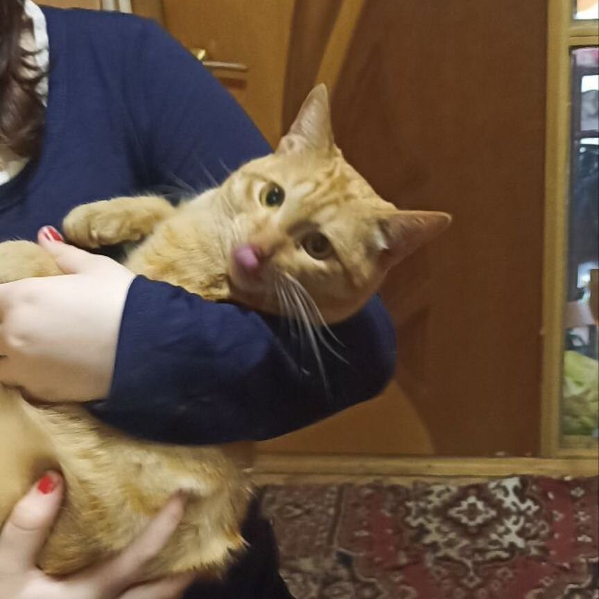 Котик бесплатно в добрые руки