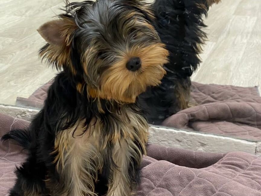 Йоркширский терьер мальчик