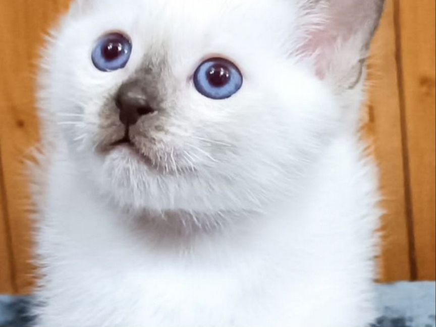 Тайская кошка