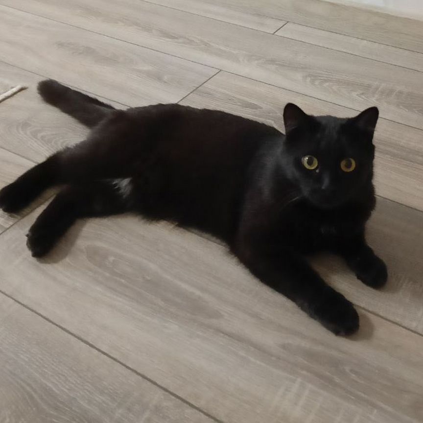 Взрослый кот в добрые руки