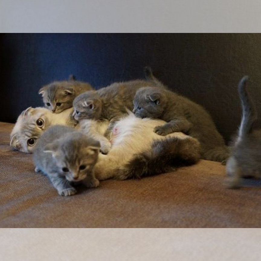Шотландский вислоухий короткошёрстный котёнок