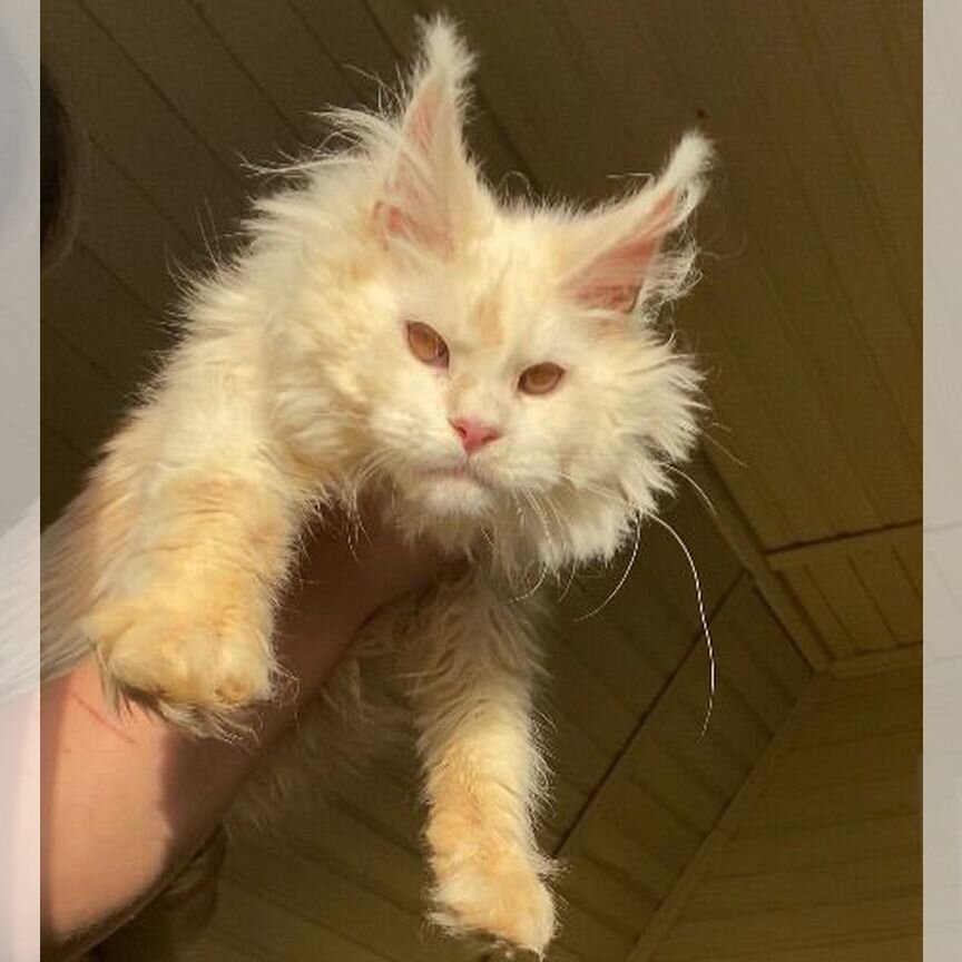 Мейн-кун котёнок