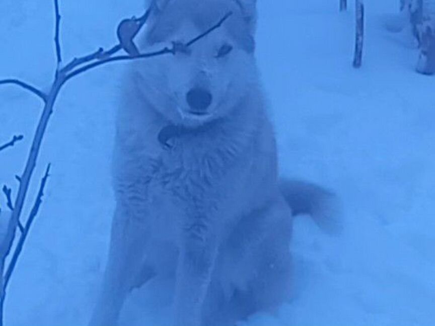 Западно сибирская лайка