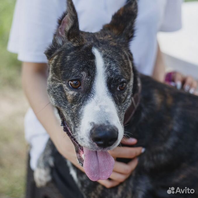 Метис стаффорда, 8 мес. мальчик