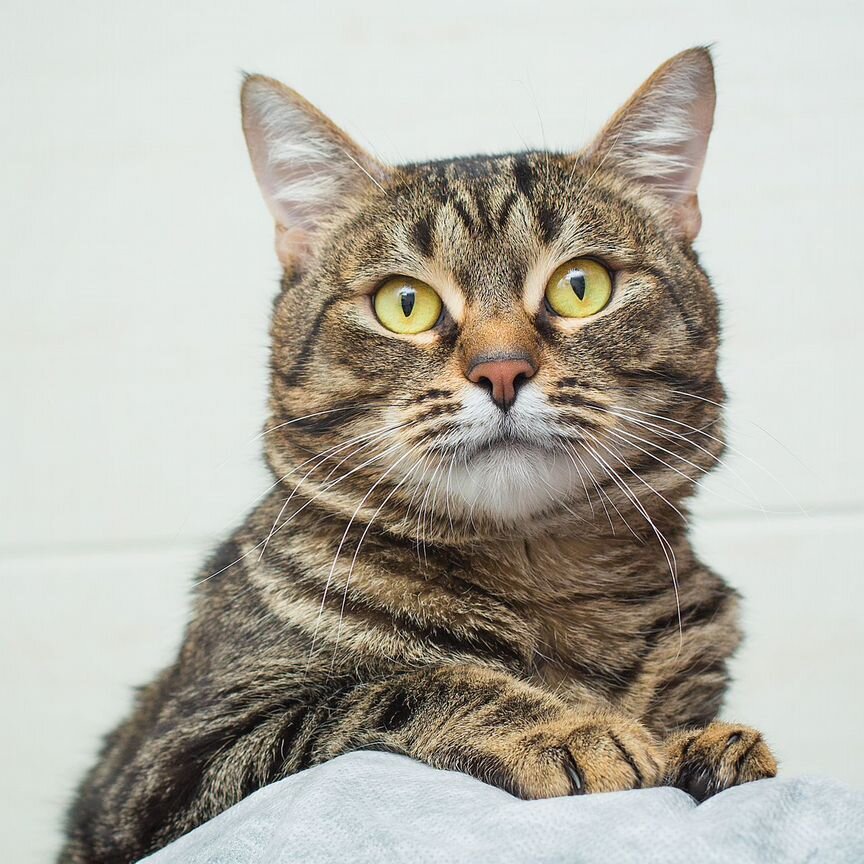 Полосочка к полосочке, кот в добрые руки