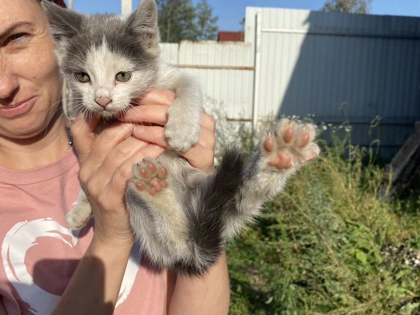 Котята в добрые руки бесплатно