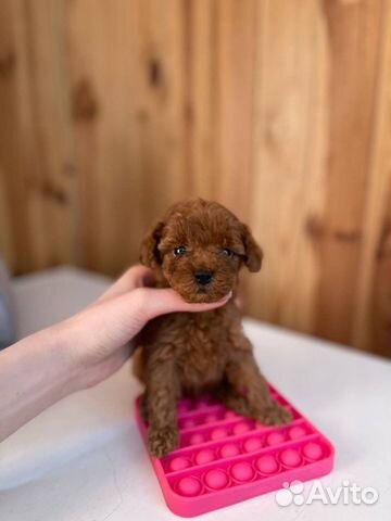 Микро мальтипу teacup teddy red brown