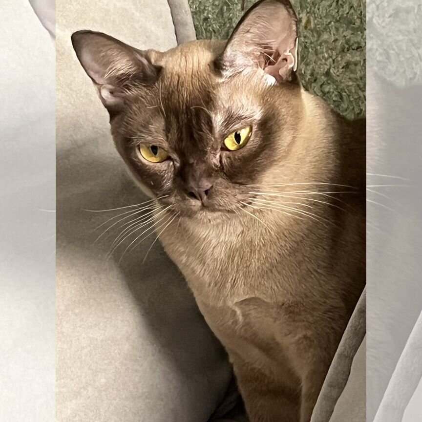 Европейская бурманская, взрослая кошка