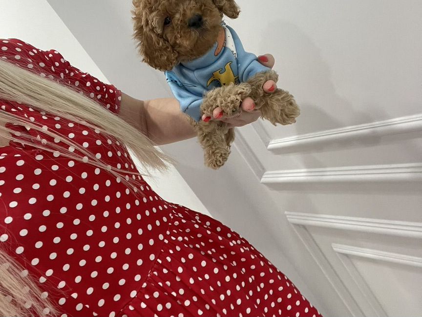 Ред браун той пудель сладкая мордаха