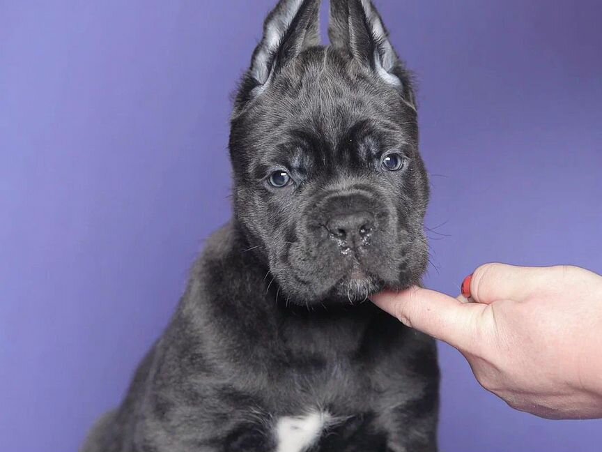 Кане Корсо шикарная девочка голубого окраса