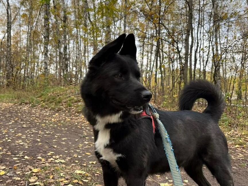 Лайка