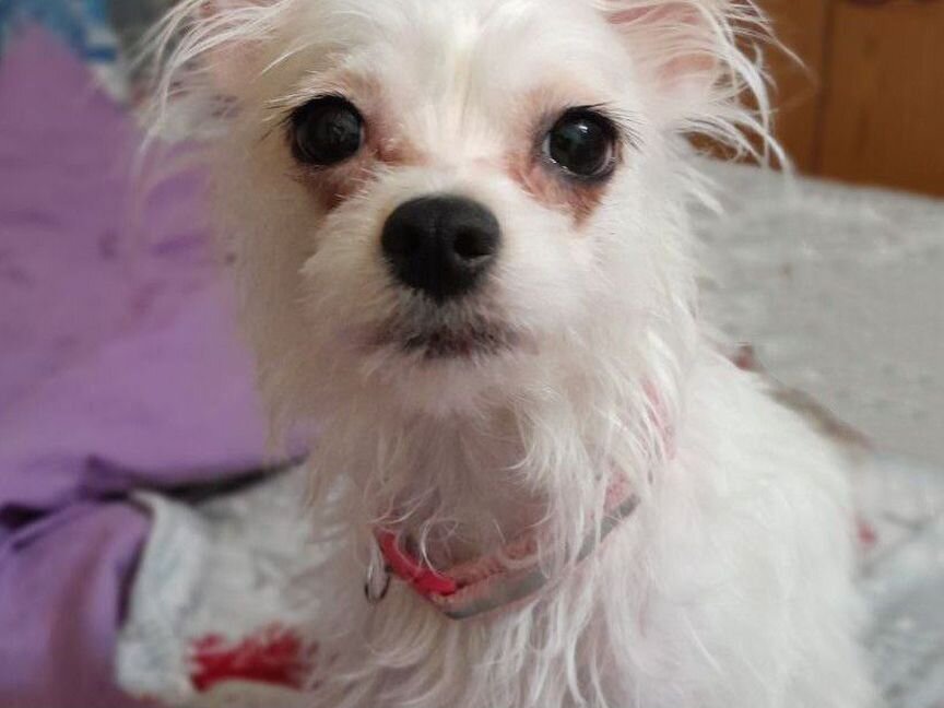 Московский дракон